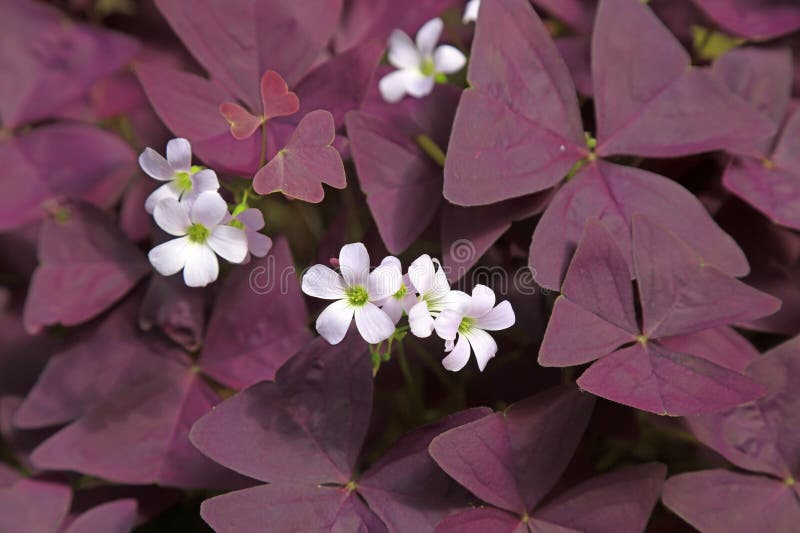 Purple Shamrock in the Natural State Stock Photo - Image of flower ...