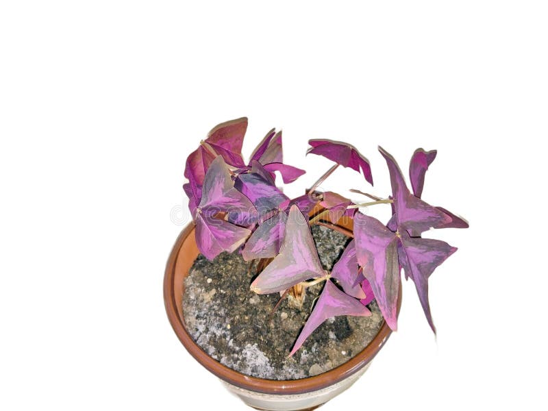 Purple Shamrock Plant Isolated on White. Oxalis Triangularis Plant ...