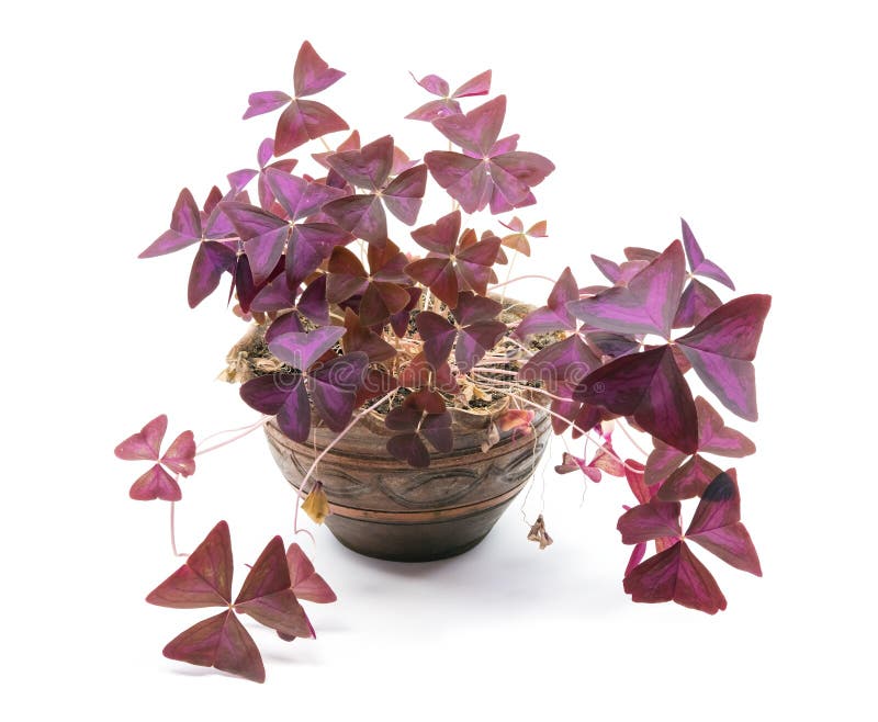Purple shamrock stock image. Image of gift, plant, houseplant - 141803833