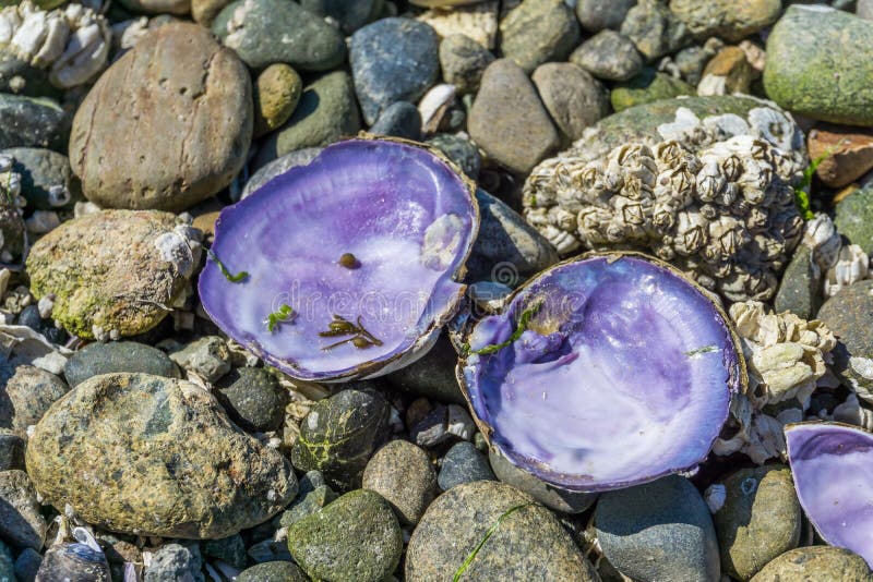 Purple Shells and Rocks stock image. Image of shoreline - 189458131