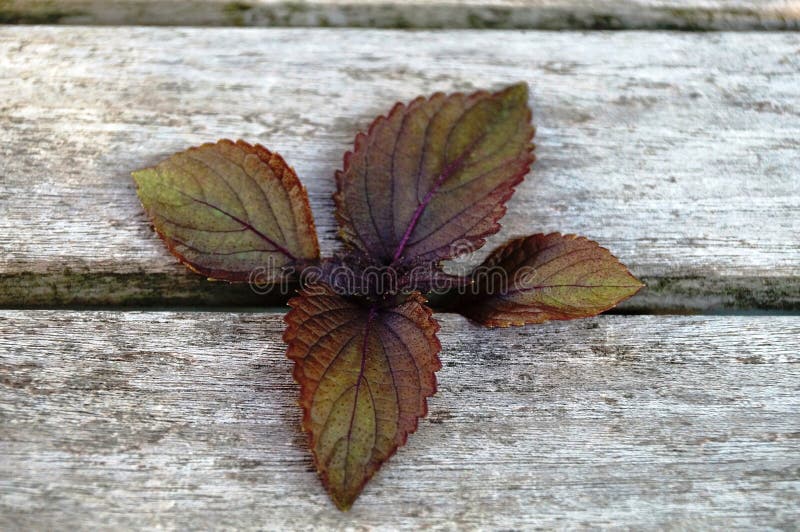 Purple Shiso Perilla Leaves Stock Photo - Image of herbal, purple: 53751086