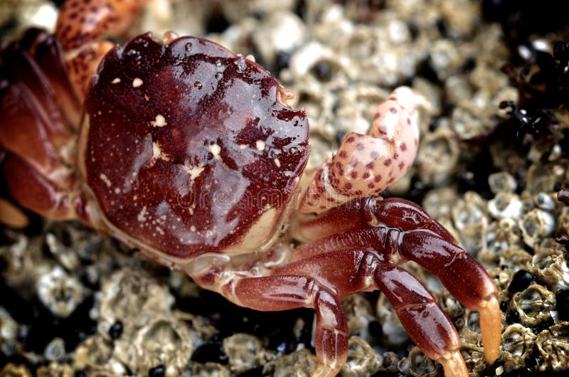 Purple shore crab stock image. Image of shell, marine - 5878109