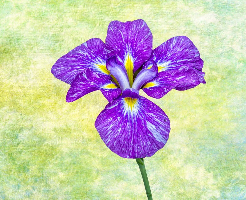 Purple Siberian Iris,texture Background Stock Image - Image of purple ...
