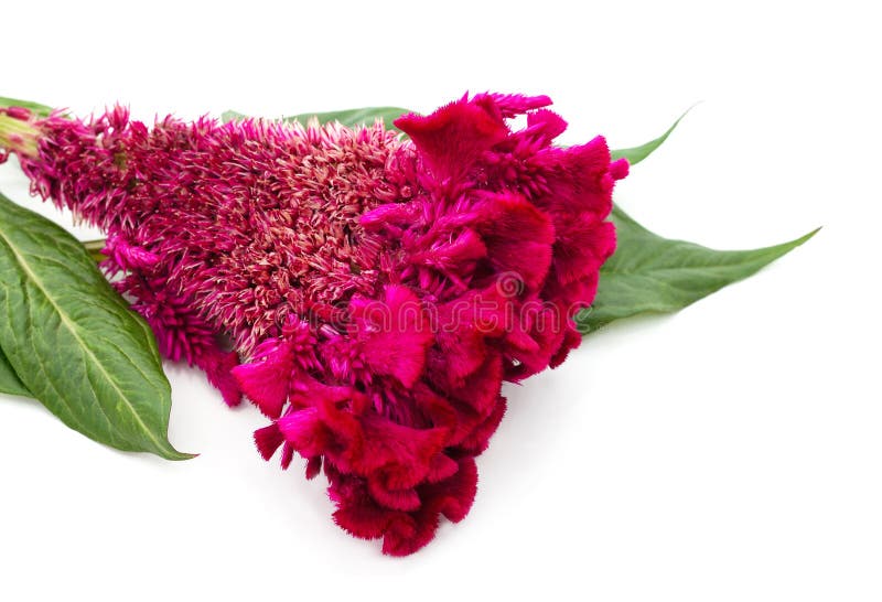 Purple one amaranth stock image. Image of foliage, green - 221234395