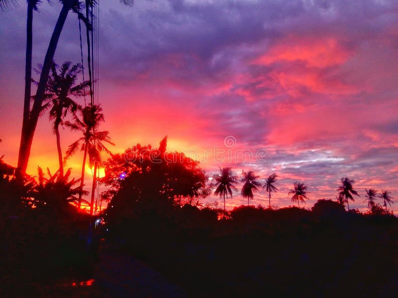 Sunset Coconut Tree Silhouette Evening Stock Photo - Image of tree ...