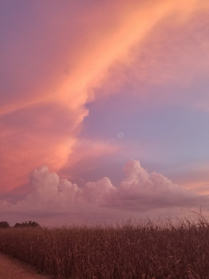 Purple sky stock image. Image of corn, delta, purple - 132390663