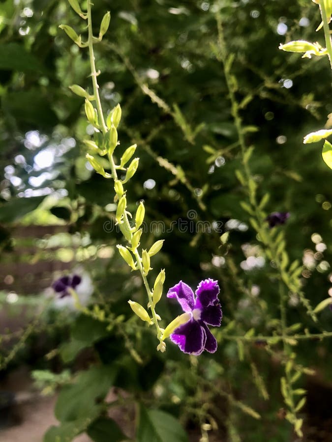 Purple sky flower stock image. Image of leaves, natural - 189117321