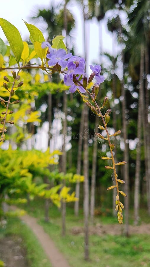 The Purple Sky Flower in Udalguri of Assam Stock Image - Image of ...
