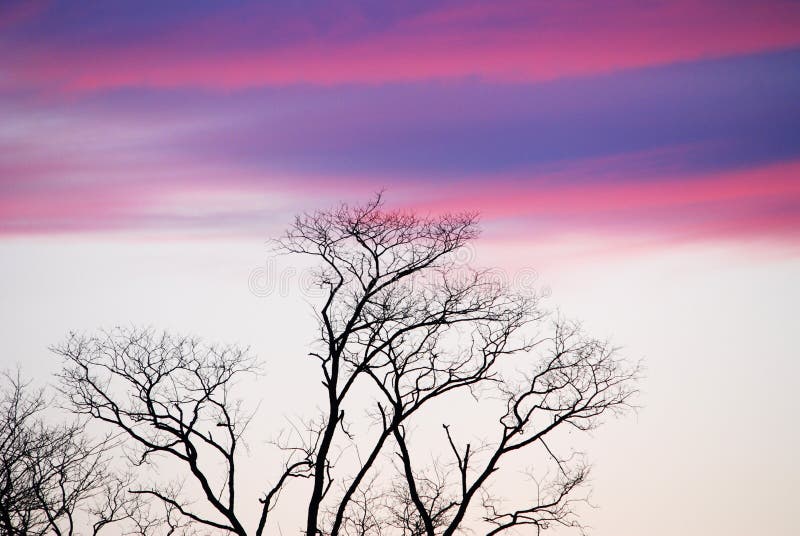 Purple Sky over trees stock photo. Image of winter, sunset - 8339842