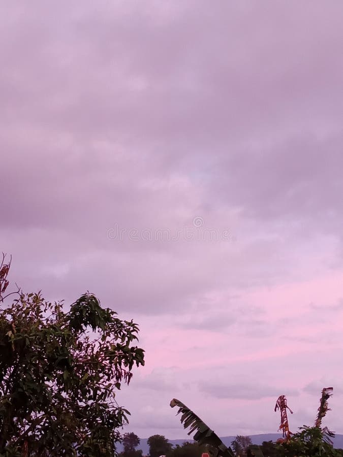 Purple Sky is Pretty Things Stock Image - Image of cloud, plant: 266395121