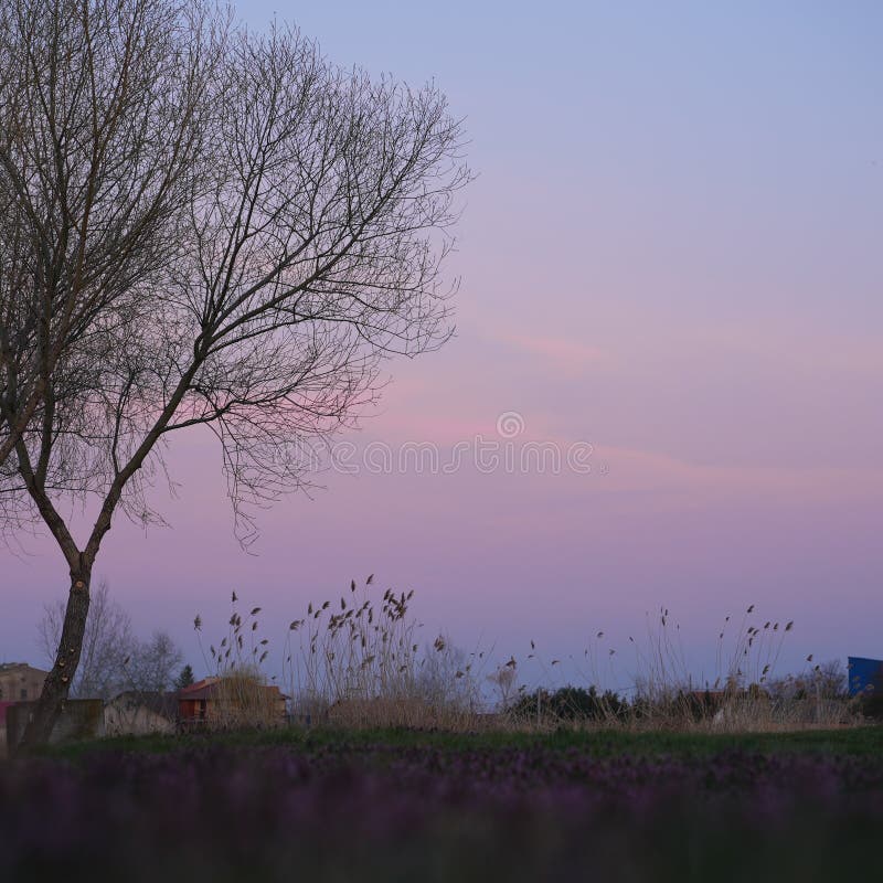 Purple Sky and Sunset with Tree in the Foreground Stock Photo - Image ...