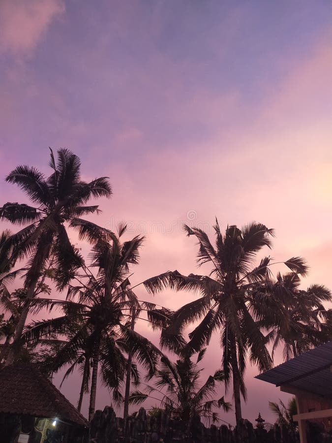 View of Coconut Trees and Blue Sky Stock Photo - Image of grass ...