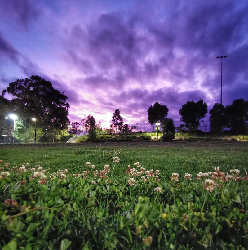 Purple Sky @ West Epping Park, Sydney Australia Stock Image - Image of ...