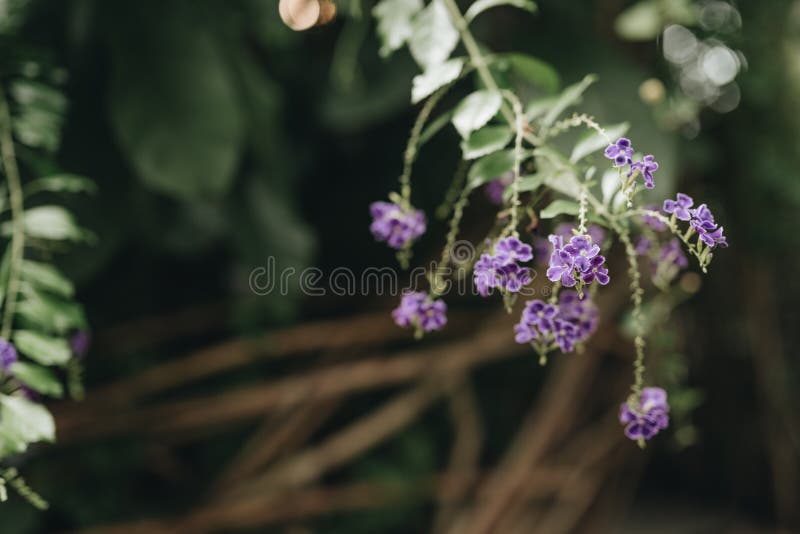 Purple Small Flowers at Dark Blurred Background Stock Photo - Image of ...