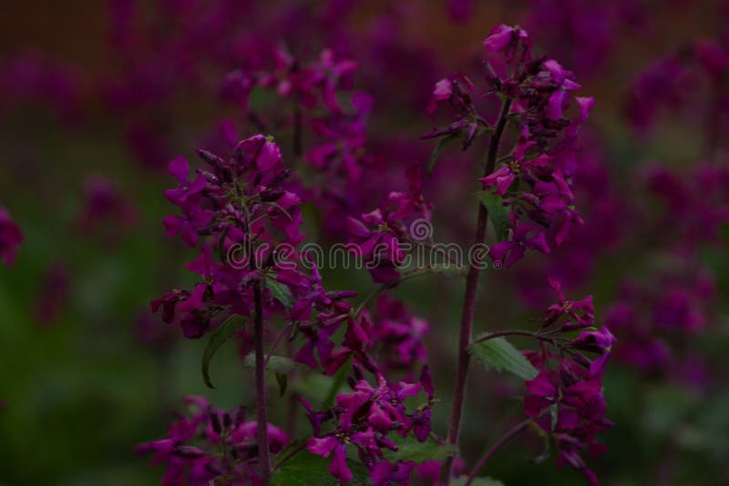 Purple or Purple Small Flowers in Inflorescence on a Dark Background ...