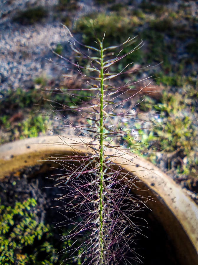 Purple small grass stock image. Image of garden, soil - 190078073