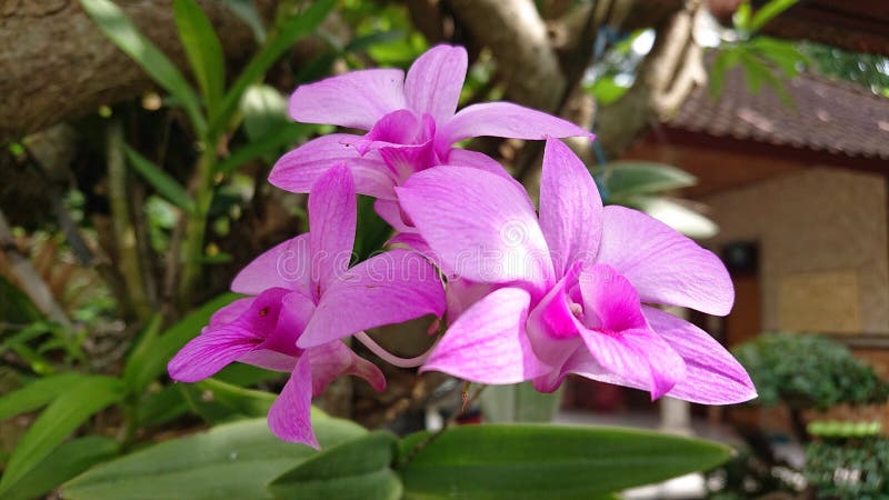Purple small orchid stock image. Image of flowers, orchid - 262919477