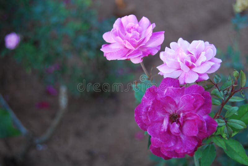 Purple small rose stock photo. Image of small, normal - 79309052