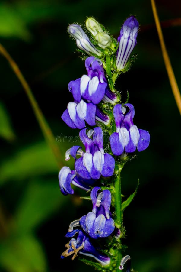 Purple Snapdragon Flower