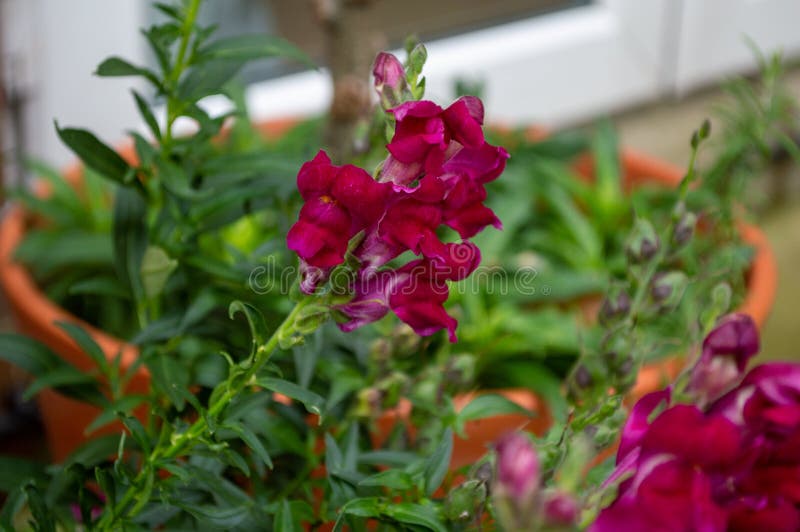 Purple Snapdragon Flower Closeup in Pot Stock Image - Image of blossom ...