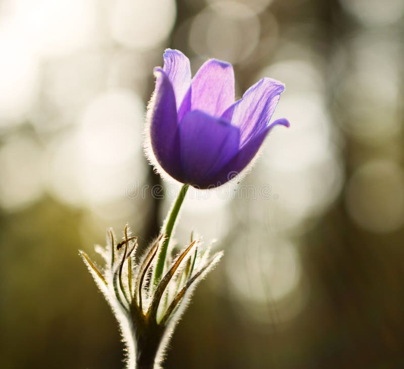 Purple Snowdrop First Spring Flower in the Sun Stock Photo - Image of ...