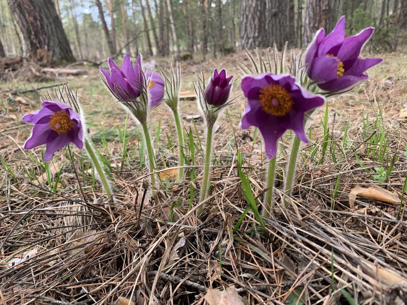 Purple Snowdrop flowers stock photo. Image of macro - 225921922