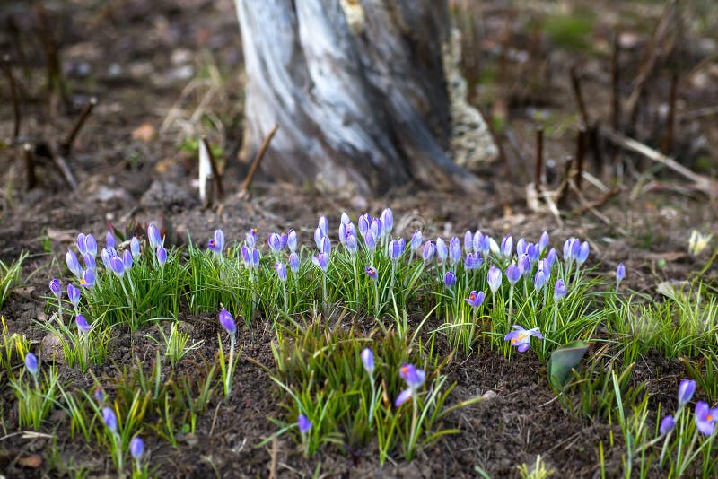 Purple snowdrops stock image. Image of outdoor, herbal - 69080681