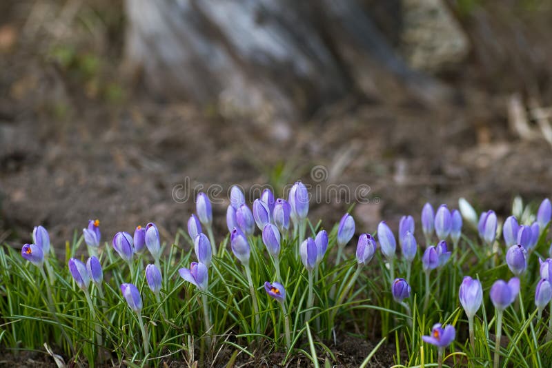 Purple Snowdrops Growing in a Park in a Row.spring Stock Photo - Image ...