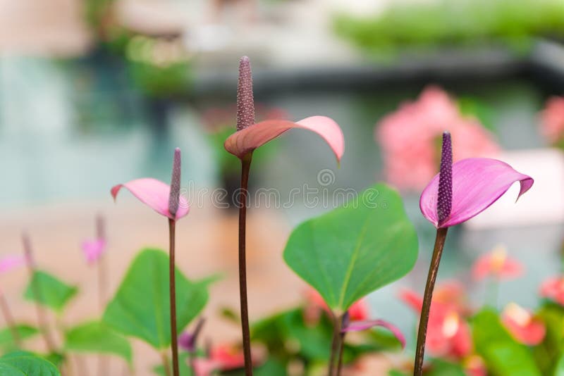 Purple Spadix Flower stock photo. Image of beautiful - 49874306