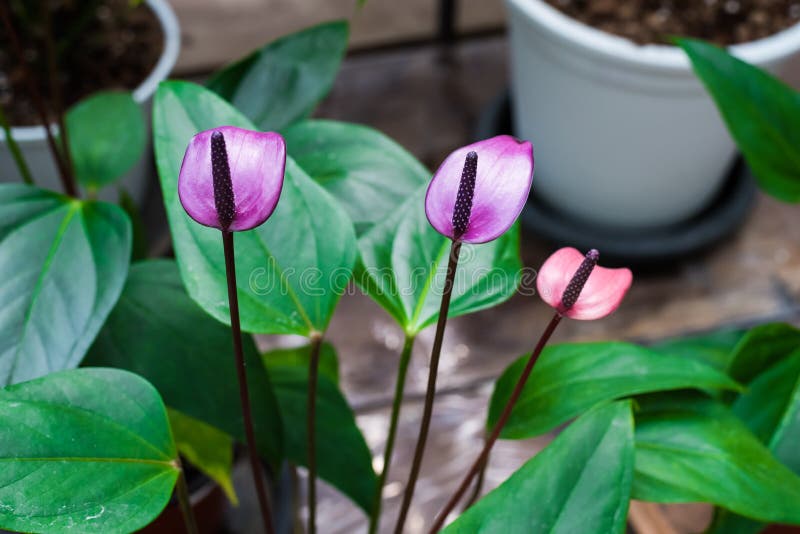 Purple Spadix Flower in the Garden for Blur Background. Stock Photo ...