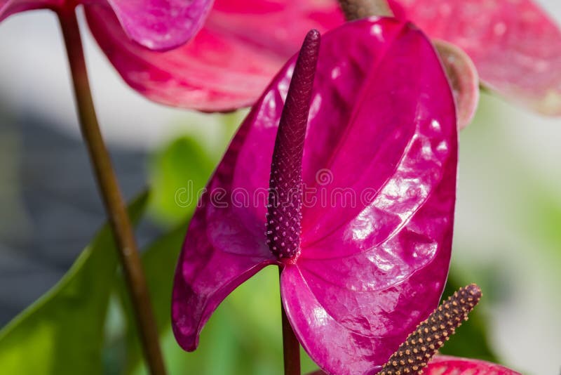 376 Purple Spadix Flower Stock Photos - Free & Royalty-Free Stock ...