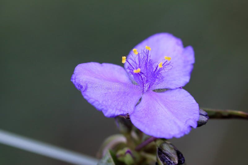 Purple Spiderwort Face Study Stock Image - Image of green, horizontal ...