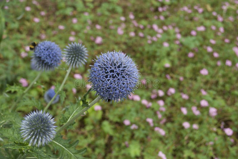 Purple spiky flower stock image. Image of spikes, spherical - 47953797