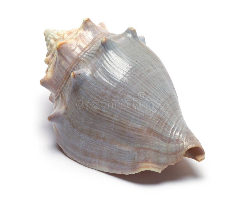 Purple Spiral Shell stock image. Image of life, ocean - 343227601