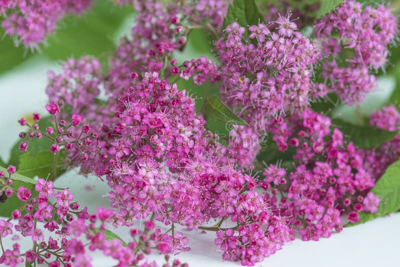 Purple Spirea with Leaves Close Up Stock Image - Image of spiraea ...