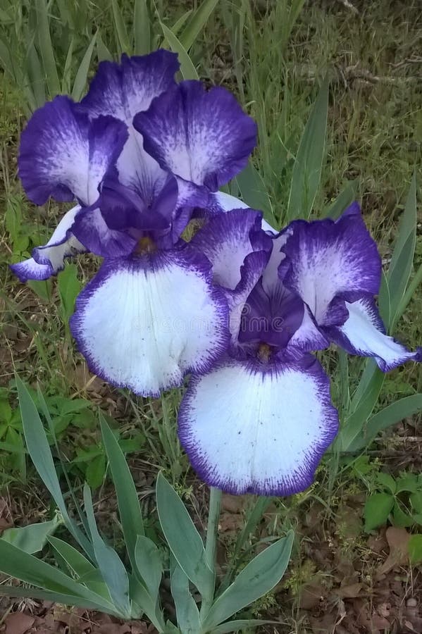 Purple Splash stock photo. Image of landscape, hearty - 84073234