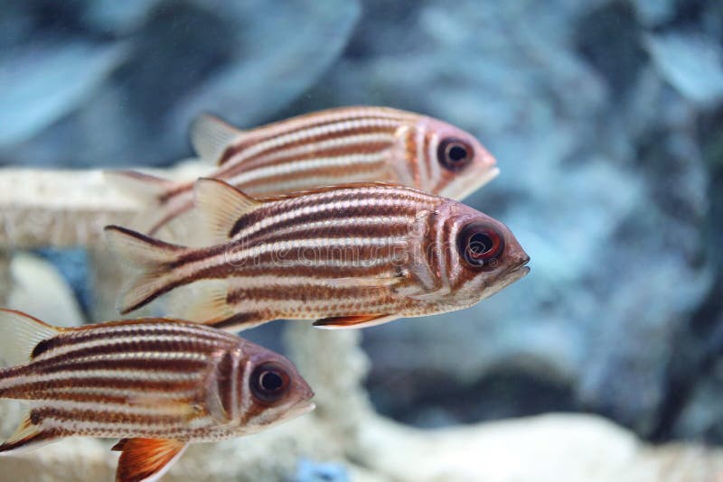 Purple Spotted Bigeye Fish (Priacanthus Tayenus) Stock Image - Image of ...