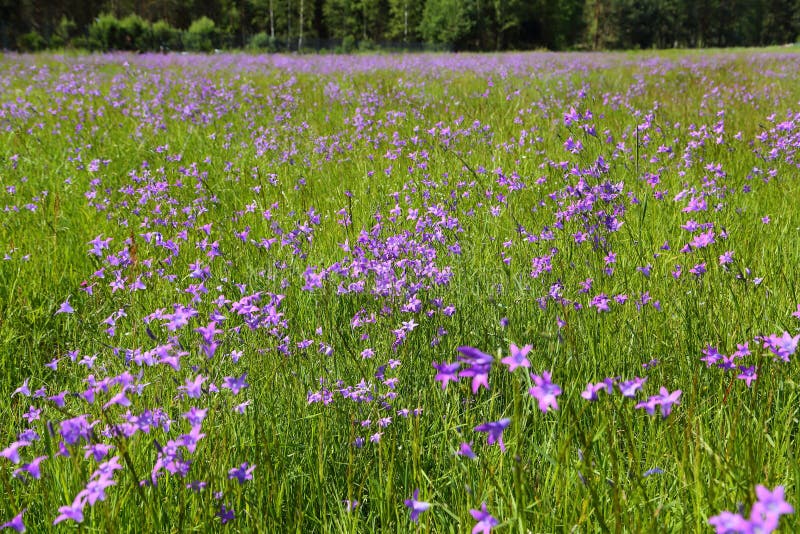 Campanula patula. stock image. Image of meadow, bloom - 109480685