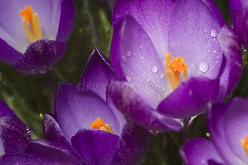 Purple Spring stock photo. Image of water, drop, purple - 570636
