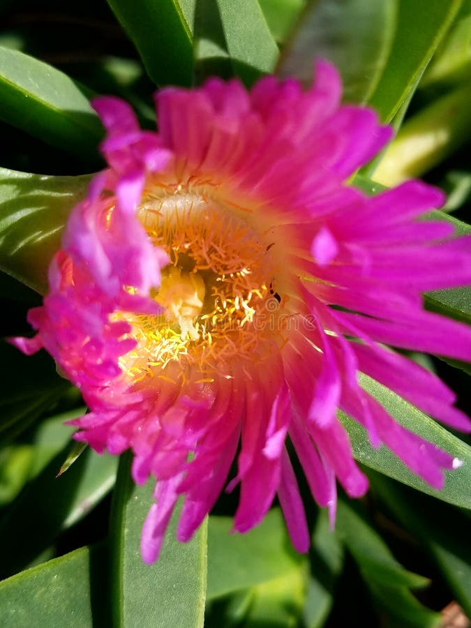 Purple Spring Beach Flower in the Sun 4k Stock Image - Image of flower ...