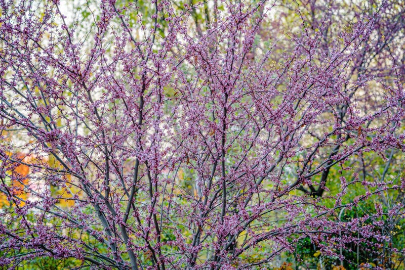 Purple Spring Blossom of Eastern Redbud, or Eastern Redbud Cercis ...