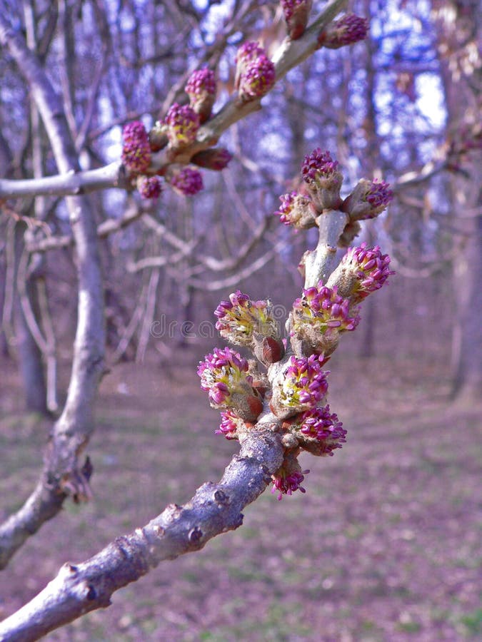 Purple Spring Blossoms on a Forest Background Stock Photo - Image of ...