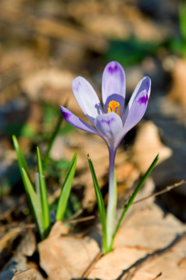 Purple spring crocus stock photo. Image of forest, bright - 4734140
