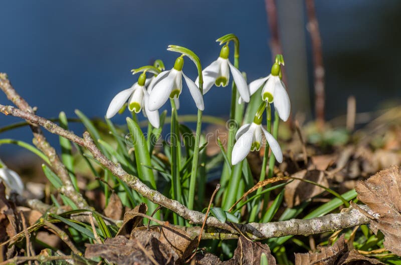 Purple Spring Crocus beside a Daisy Stock Image - Image of nature ...