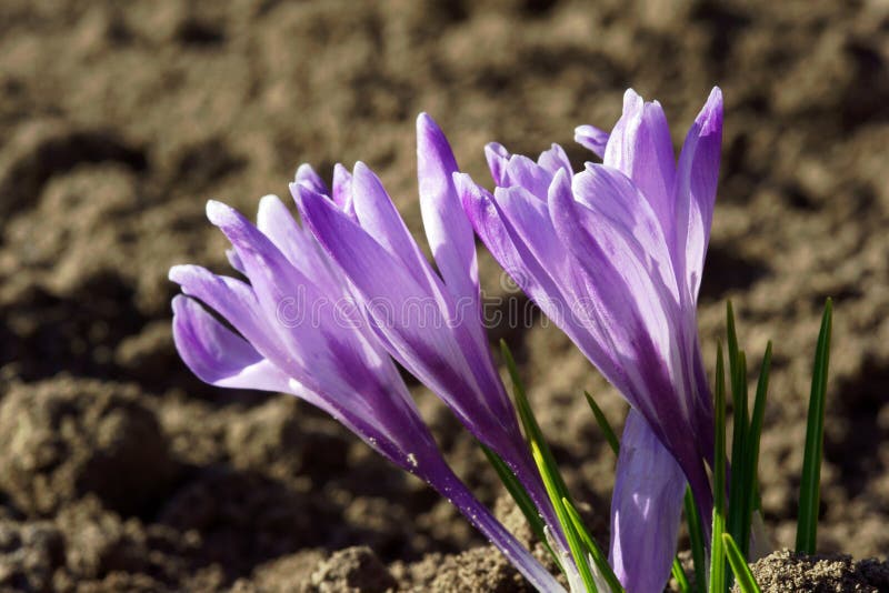 Purple, Spring Crocus Flower Stock Image - Image of spring, garden ...