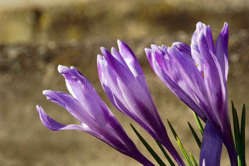 Purple, Spring Crocus Flower Stock Photo - Image of poland, blooming ...