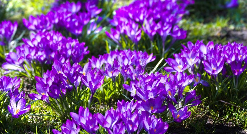 Spring crocus flowers stock photo. Image of delicate - 19032244