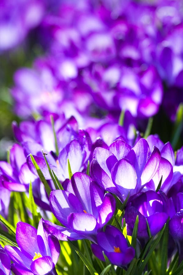 Purple Spring Crocus - Vertical Stock Photo - Image of park, garden ...