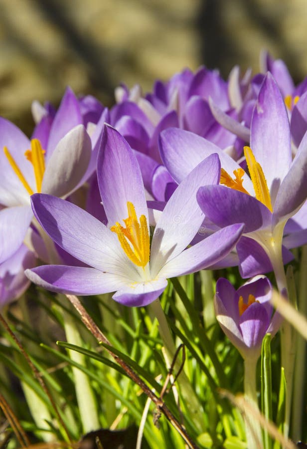 Purple and Yellow Spring Crocus Flowers Stock Photo - Image of blossoms ...