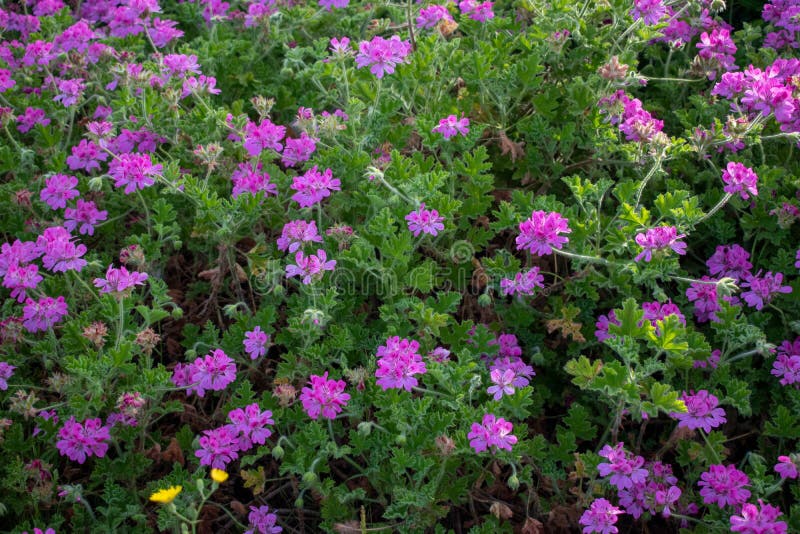 Purple Spring Flower on a Bush Macro Stock Image - Image of fresh ...